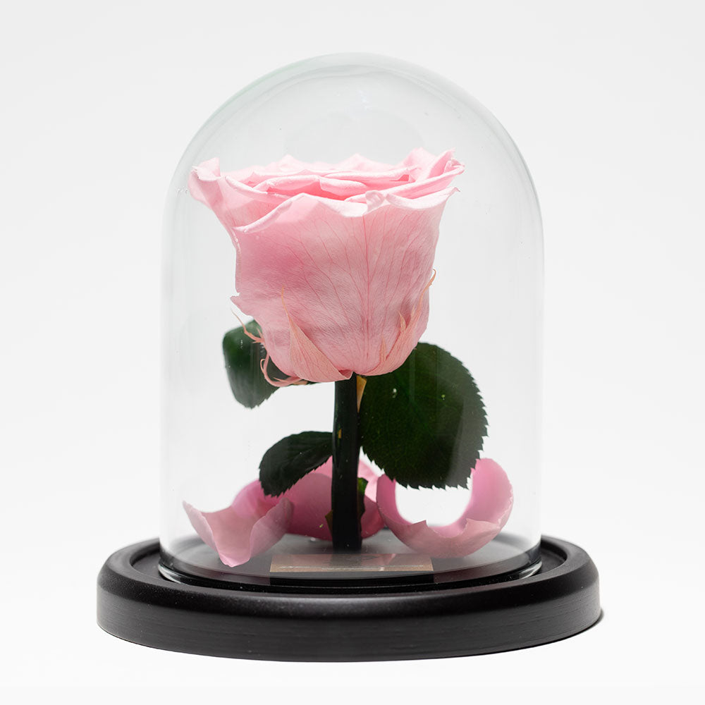 Mini Domo – My Store